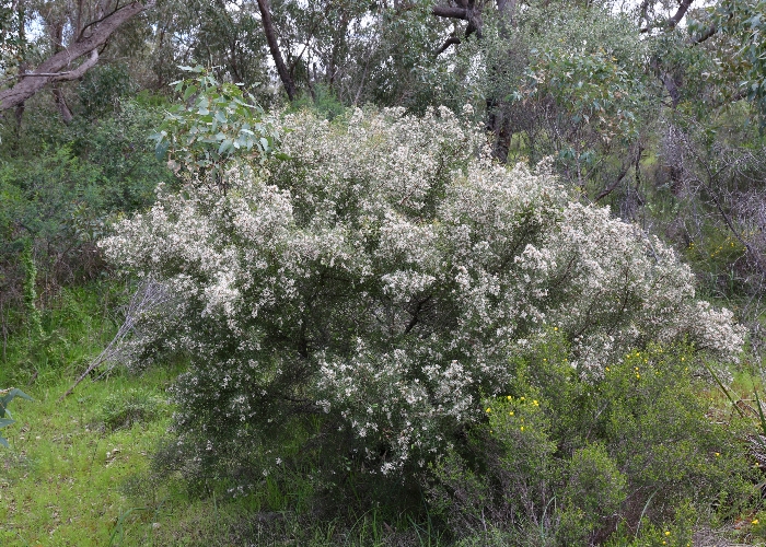 Western Australian Plants - Proteaceae